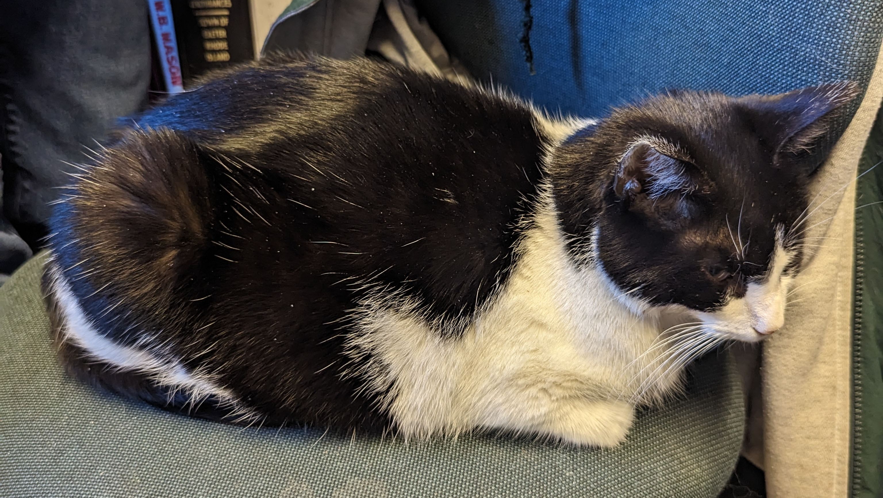 Fundraiser by Friends of Exeter Animals : Felix needs your help!