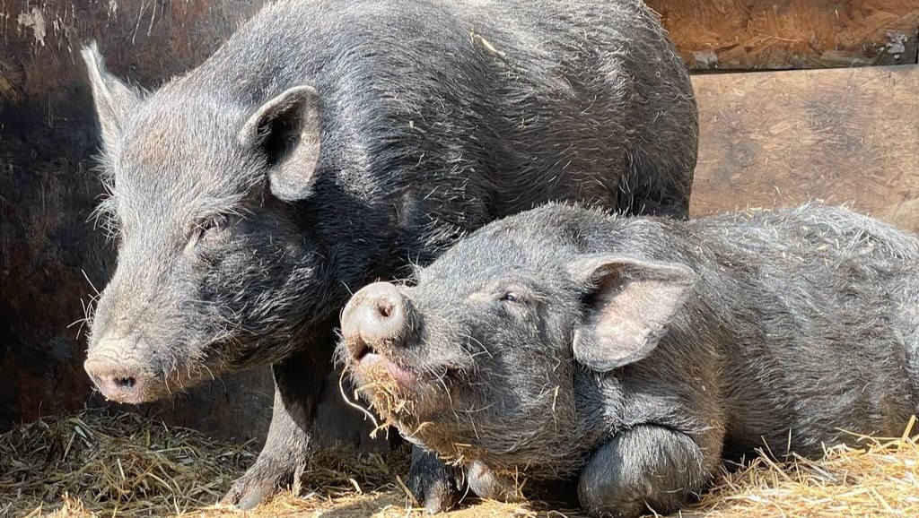 Fundraiser by Emma Timson : Pigs in the Woods Rehoming Service