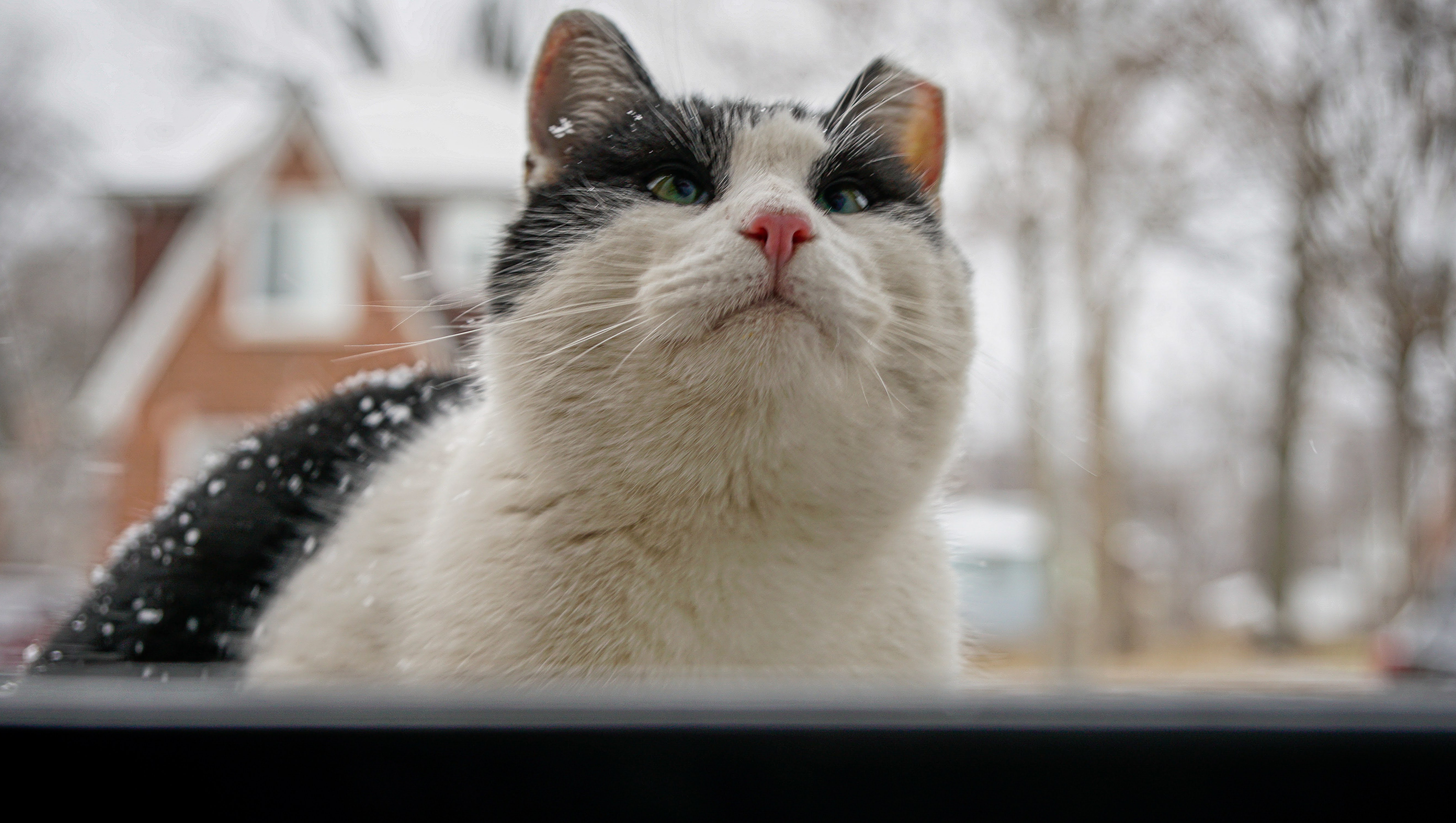 Fundraiser by Detroit Community Cat Rescue : Help Bring Detroit Cats In ...