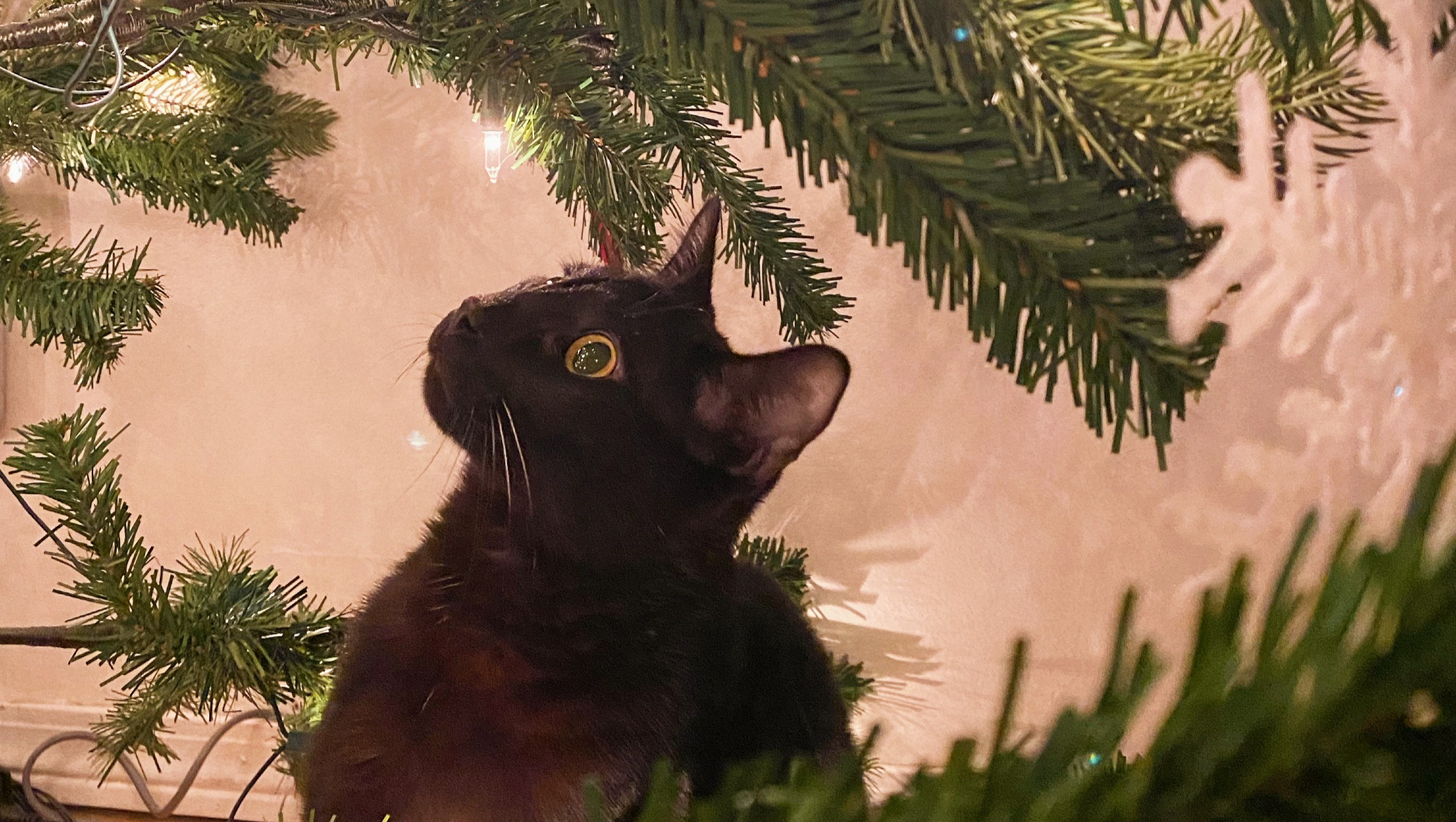 Fundraiser by Sam Fairweather : Please help fund Tash's emergency surgery