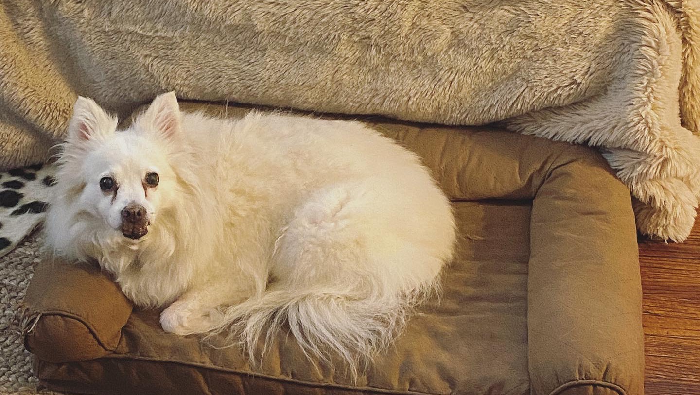 Fundraiser by Erica Caputo : Stella’s Medical Bills