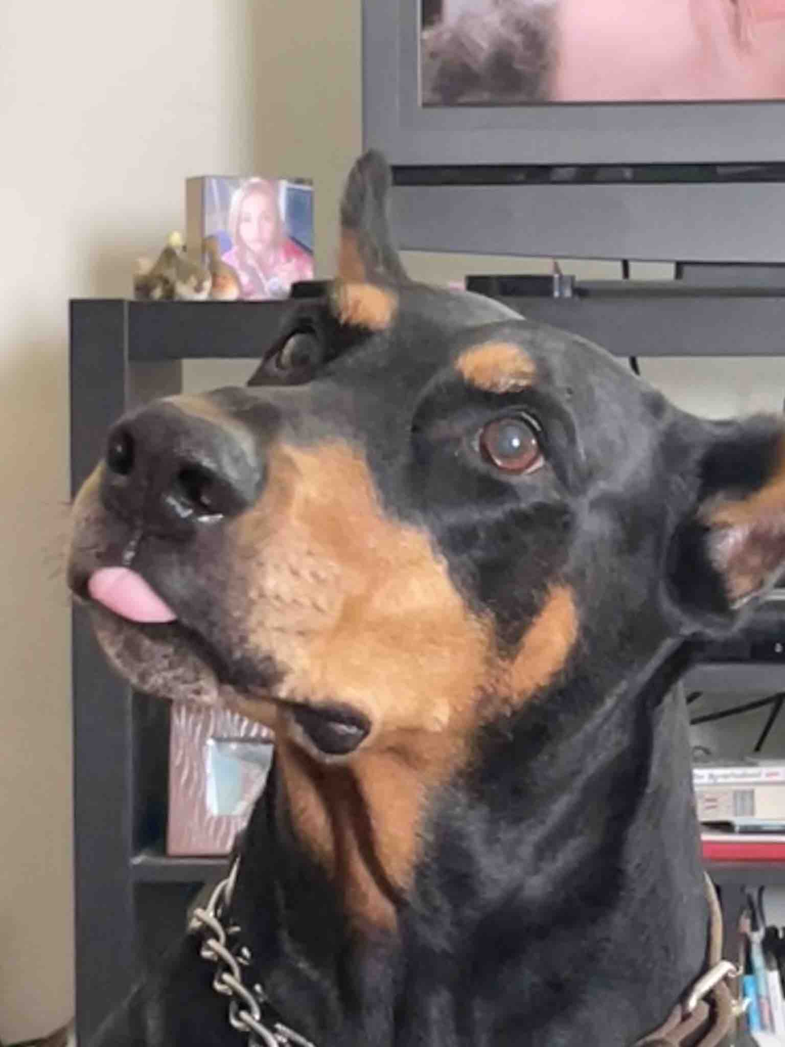 Fundraiser by Mathia Lee : Please help Coco beat having twisted organs
