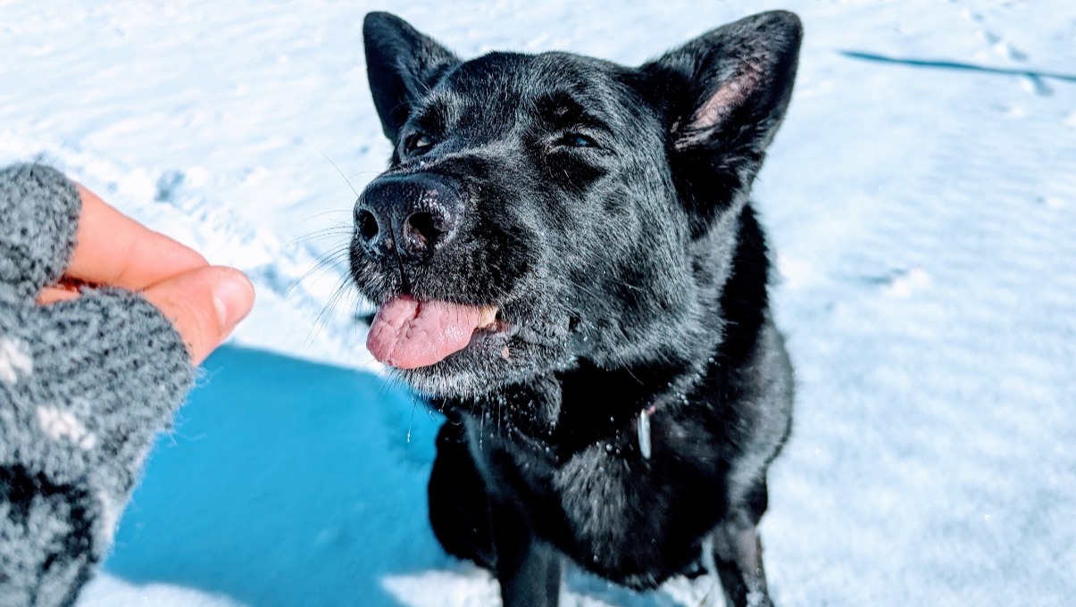 Fundraiser by Alex Novelli : Support Chaska's Recovery from Brain Surgery