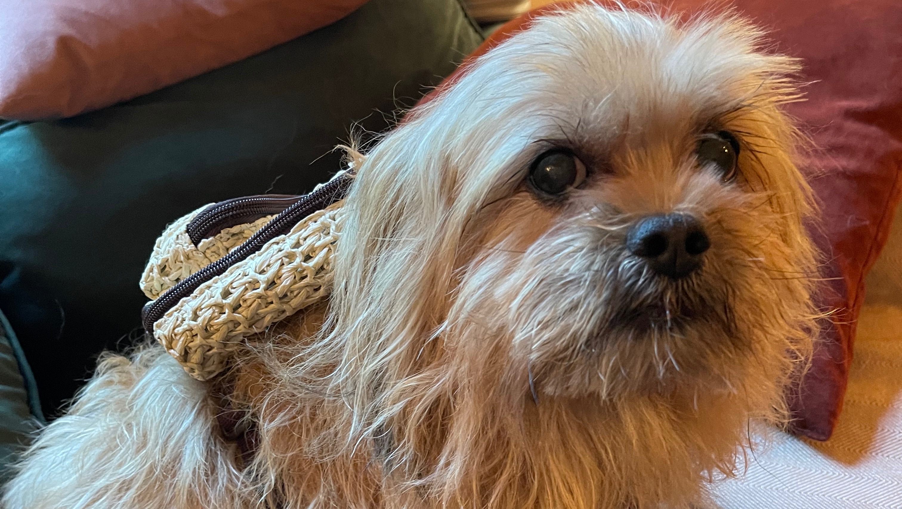 Fundraiser by Alexander Drossart : Help us save Huey