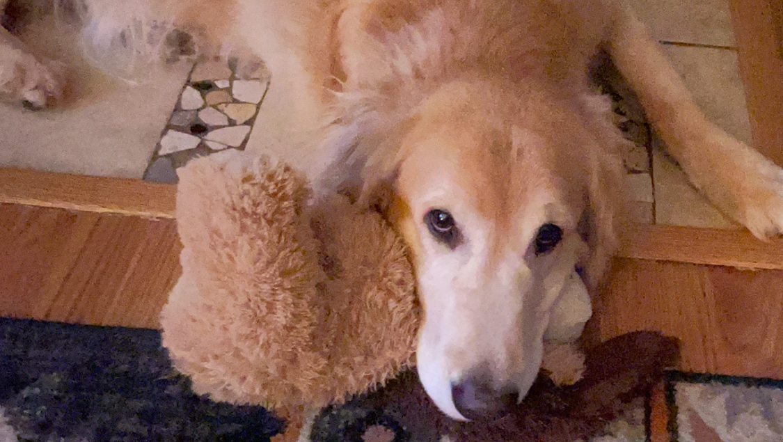 Fundraiser by Kathy Vanoskey : Please help Teddy and me