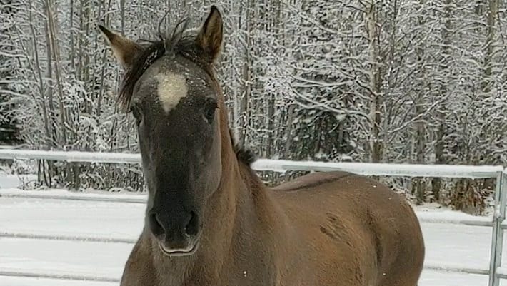 Fundraiser by Brenna Gallagher-Phillips : Dona's Memorial Rescue ...