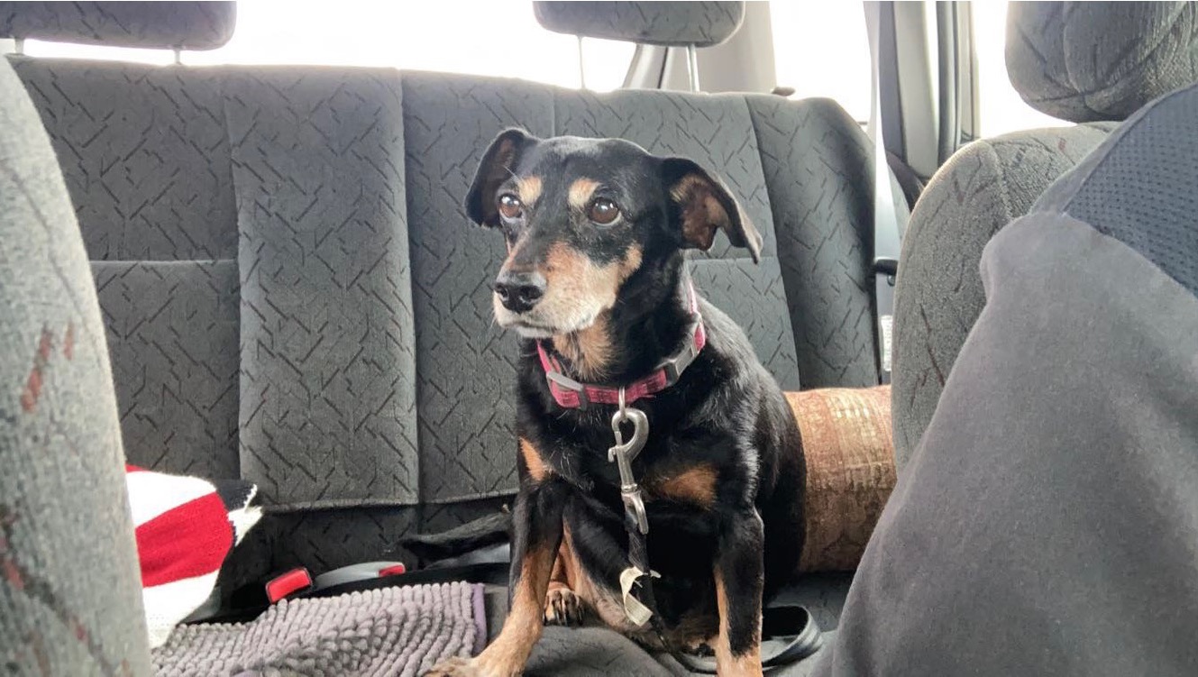 Fundraiser by David Duenas : Help with Ruby’s hospitalization bills