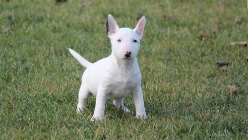 Fundraiser by June Kramer : Help Cimmaron adopt an emotional support dog!