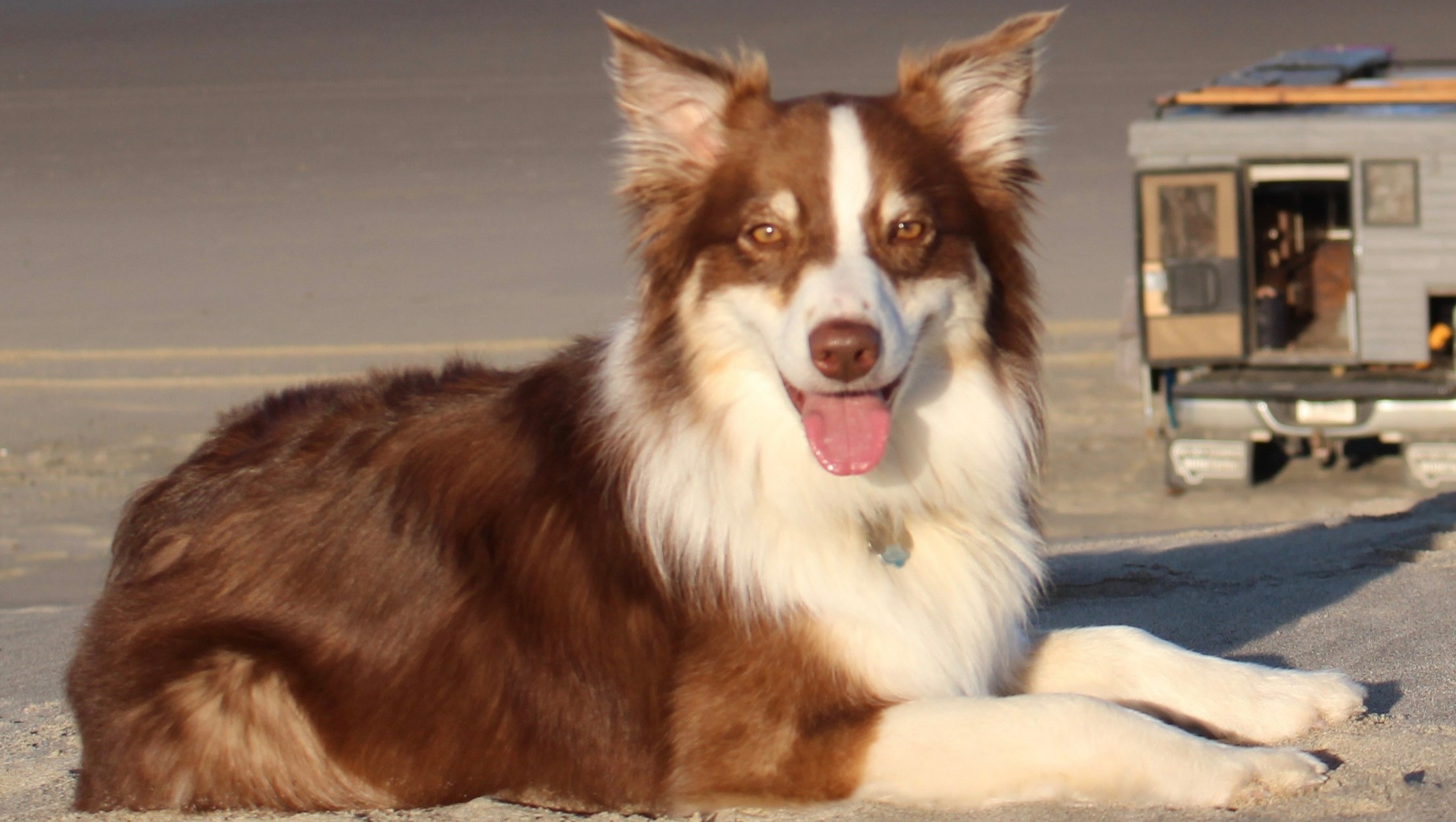 Fundraiser by Justin Marcinko : Java's Veterinary Bills