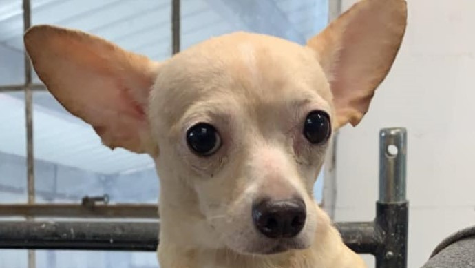 Fundraiser for Chelsea Worley by Sarah Jucha : EMCAP: 32 Chihuahua ...