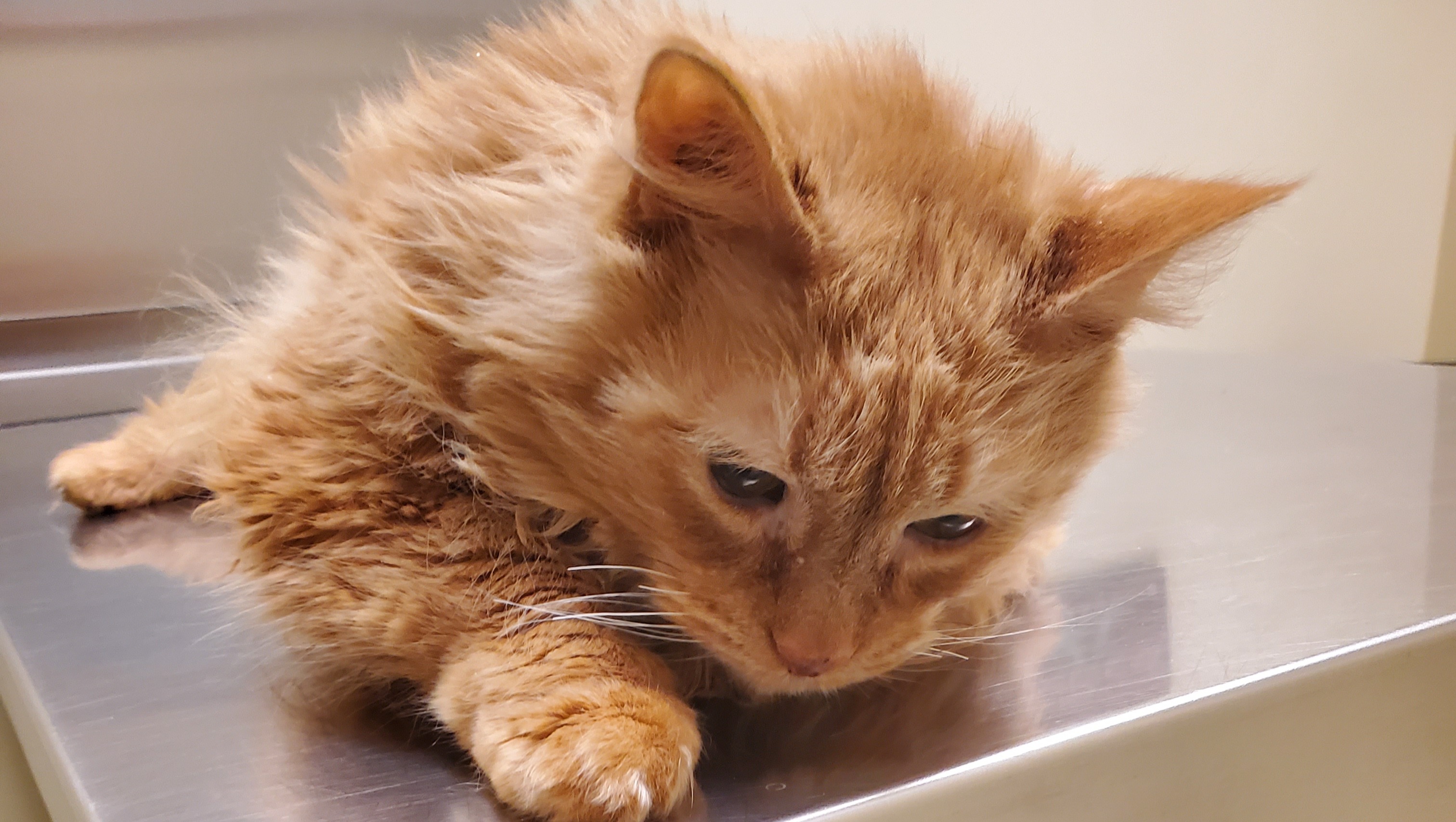 Fundraiser by Lisa Suarez : Peyton's Surgery