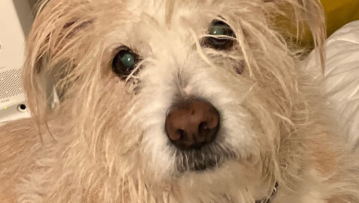 Fundraiser by Laura Kent : Shamus who cannot walk