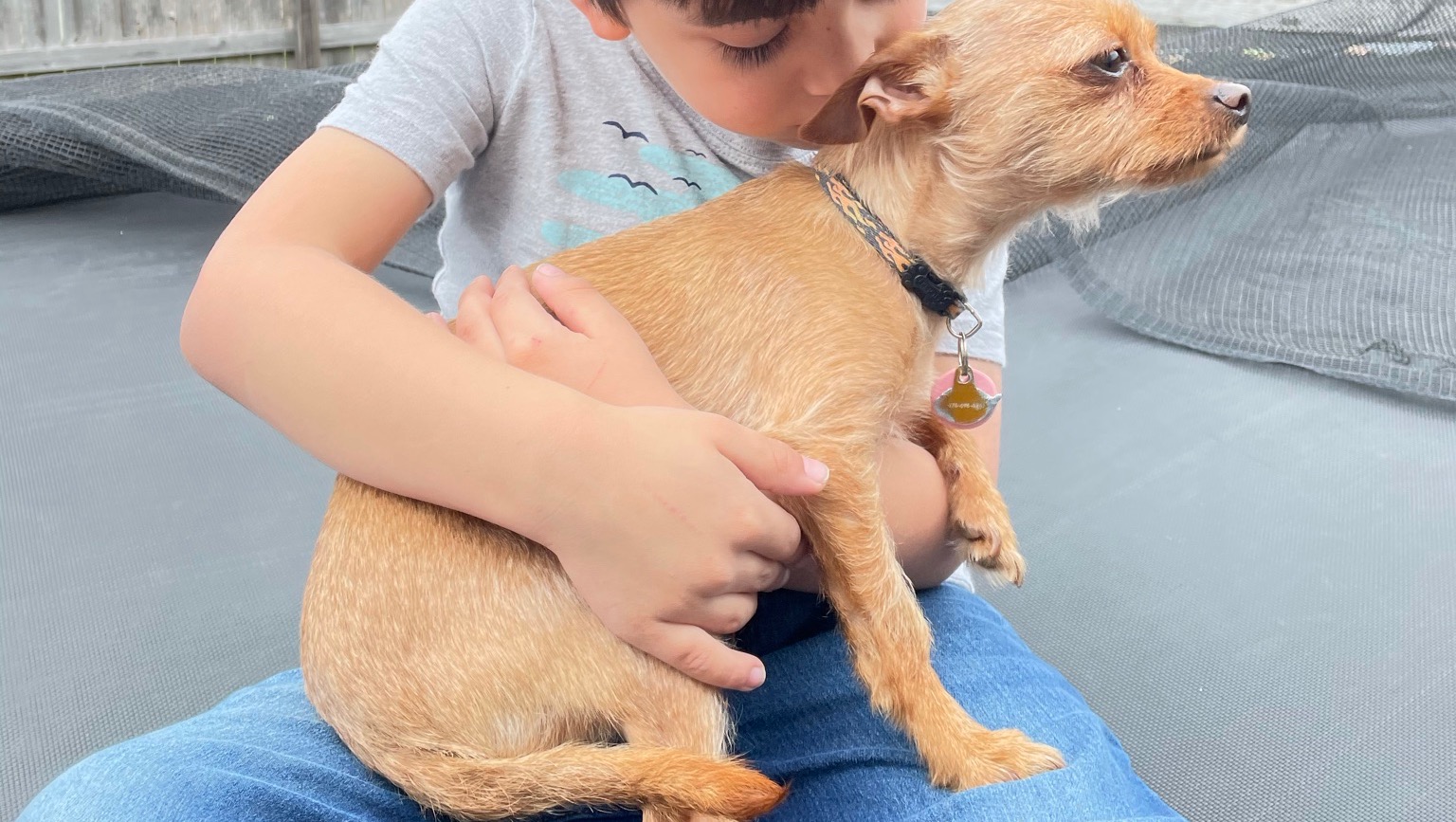 Fundraiser by Angel Olivares : Nugget’s Dislocated Shoulder Medical Costs