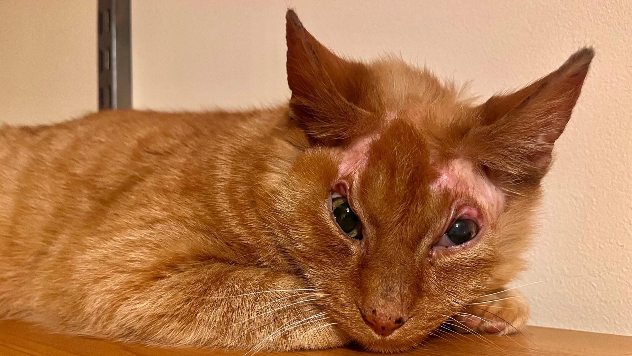 Fundraiser by STACEY BELL : Justice for Duke