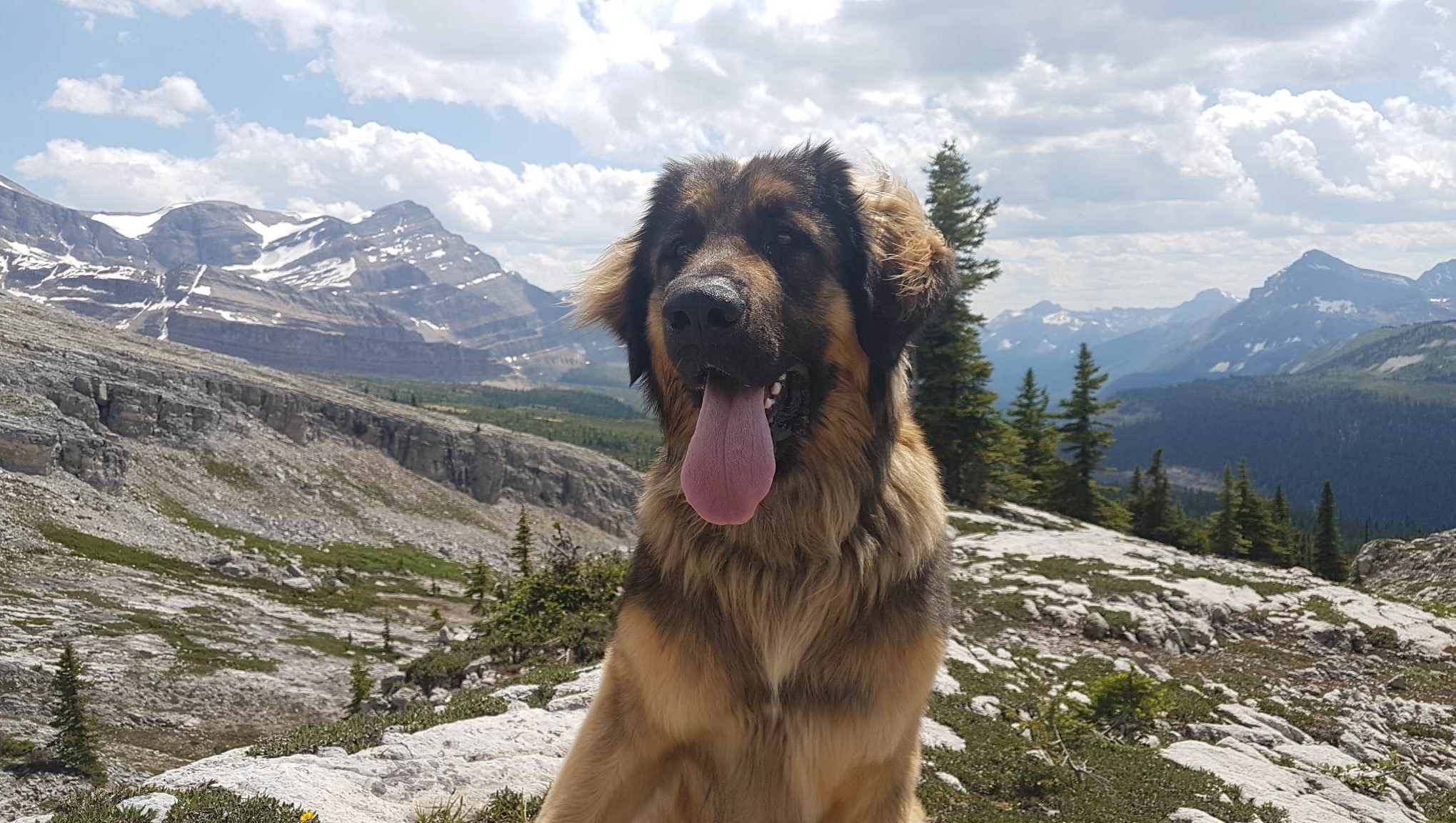 Fundraiser by Jillian Macaulay : Baloo’s Fund