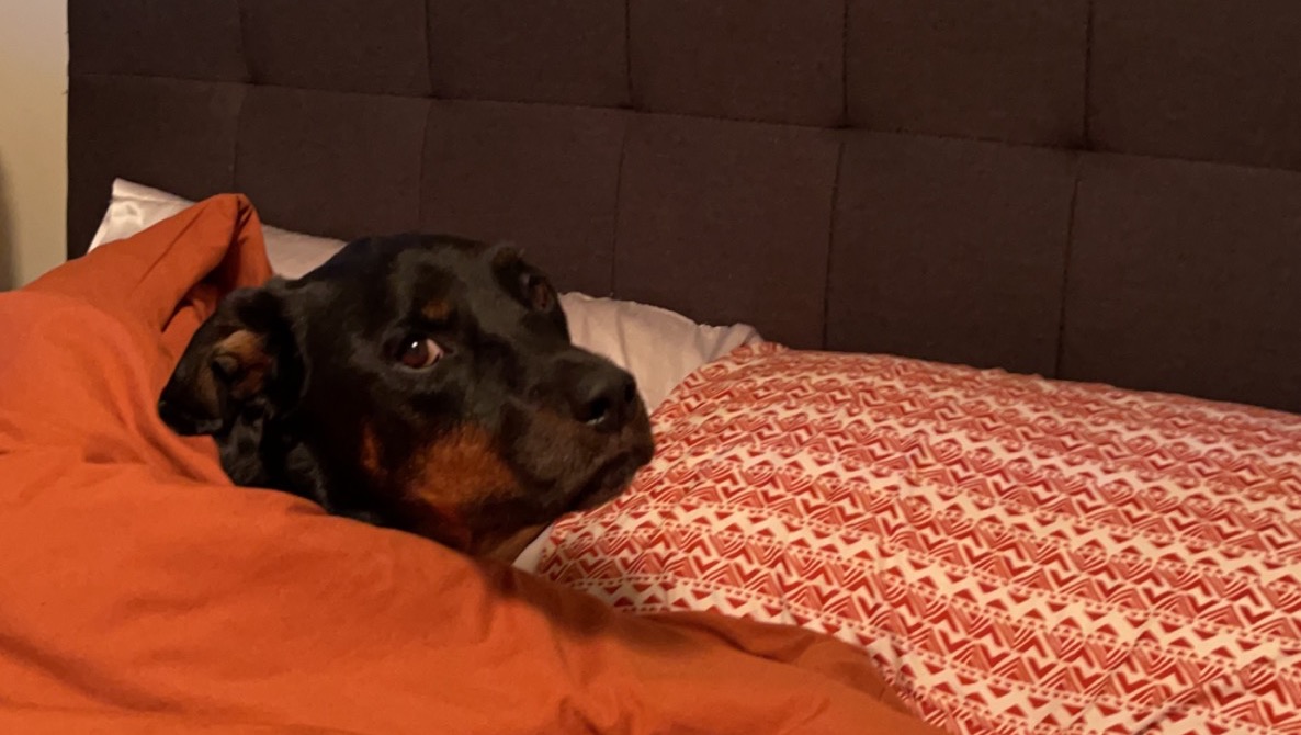 Fundraiser by Tayla Wright : Help my precious girl