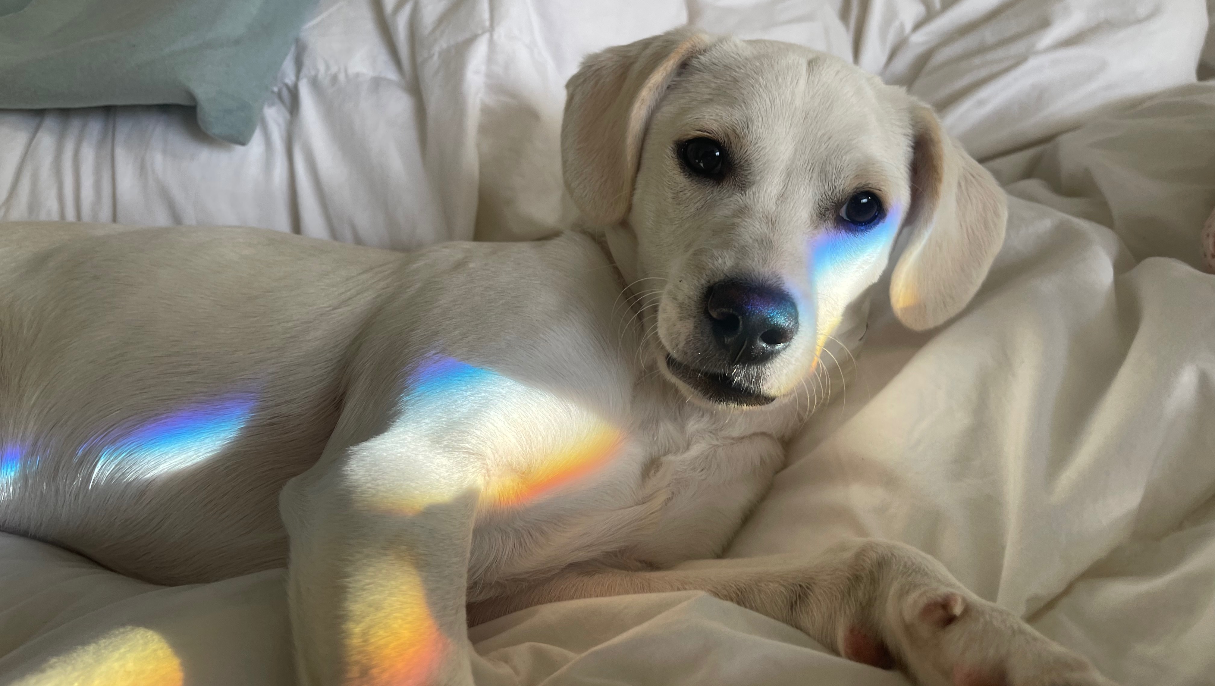 Fundraiser for Danielle Douglas by Hannah Herr : Help Leo Fight Parvo