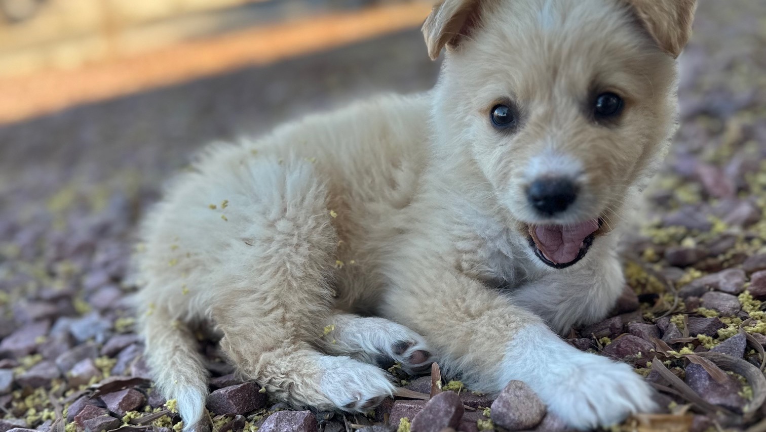 Fundraiser by Amber Joslin : Help us help more animals in 2023