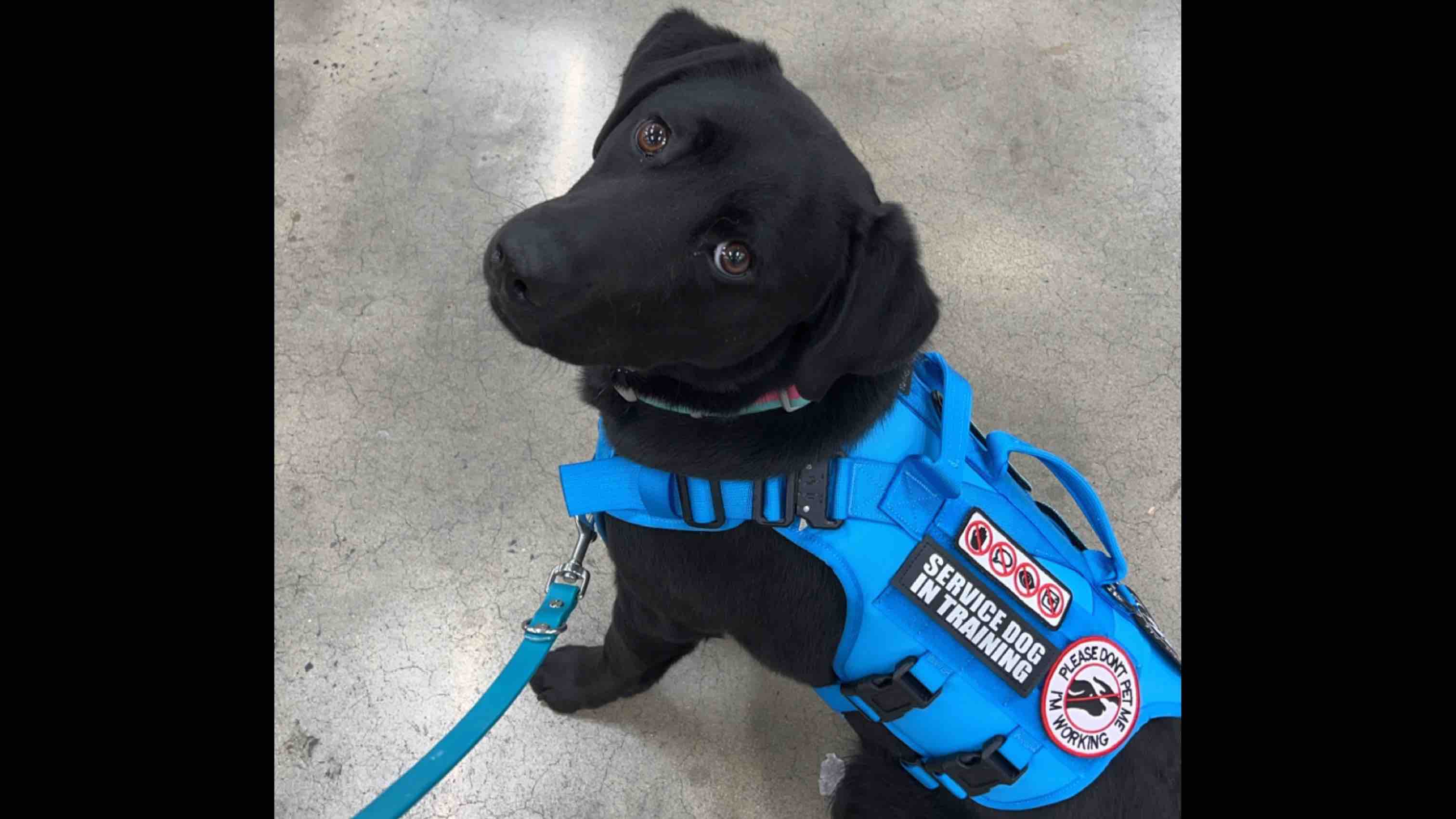 Fundraiser for Megan Guhl by Megan Guhl : Help Megan get a service dog