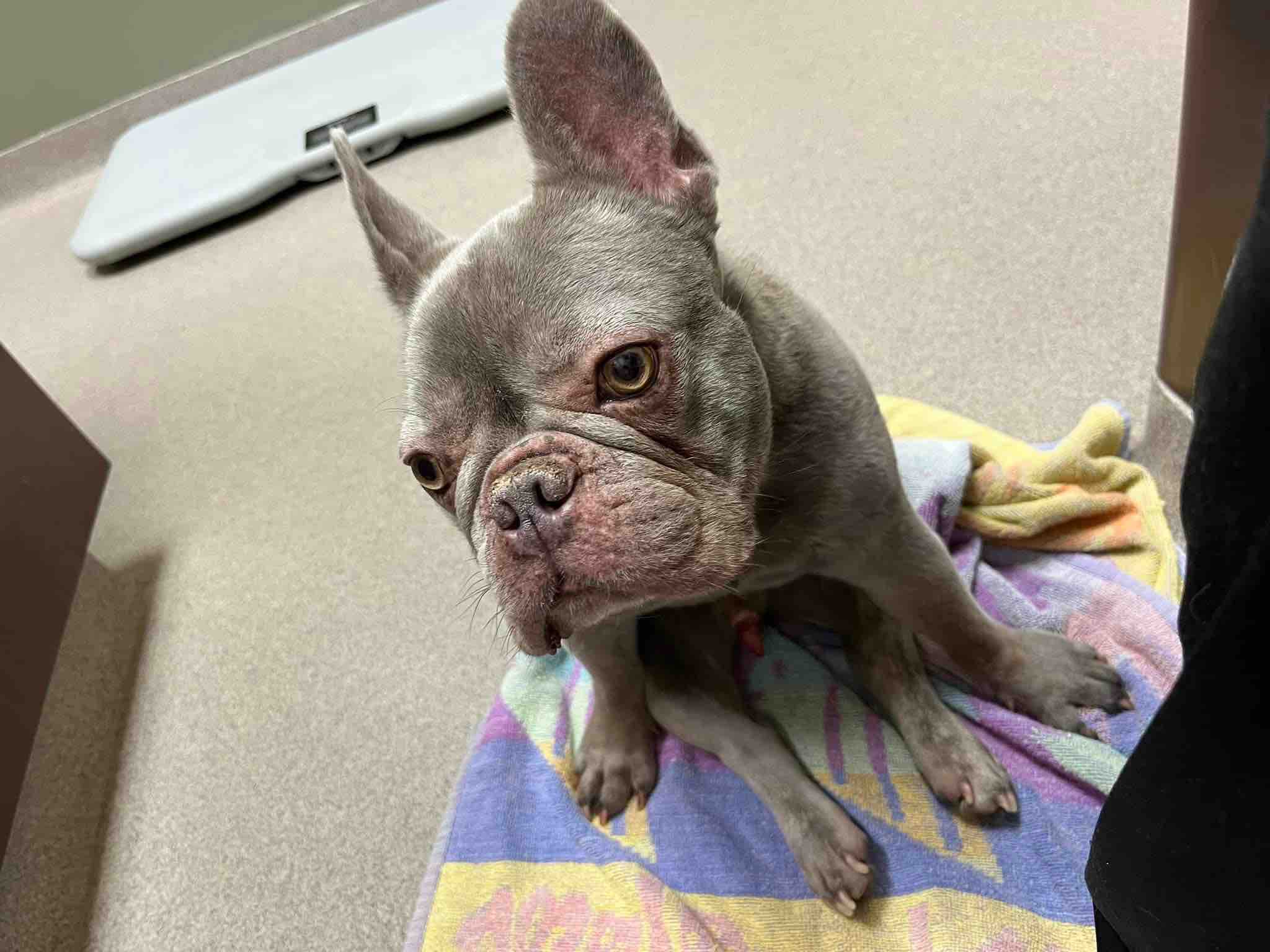 Fundraiser for Rebecca Hancock by Bethany Hudson : Becca’s goofball pup ...