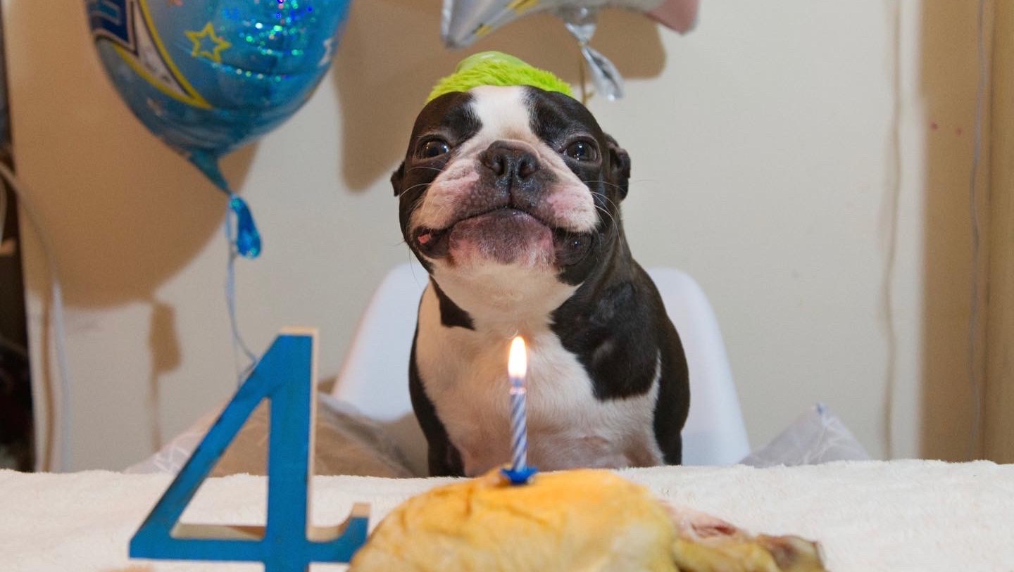 Fundraiser by Suman Gurung : Toby's MRI and medical