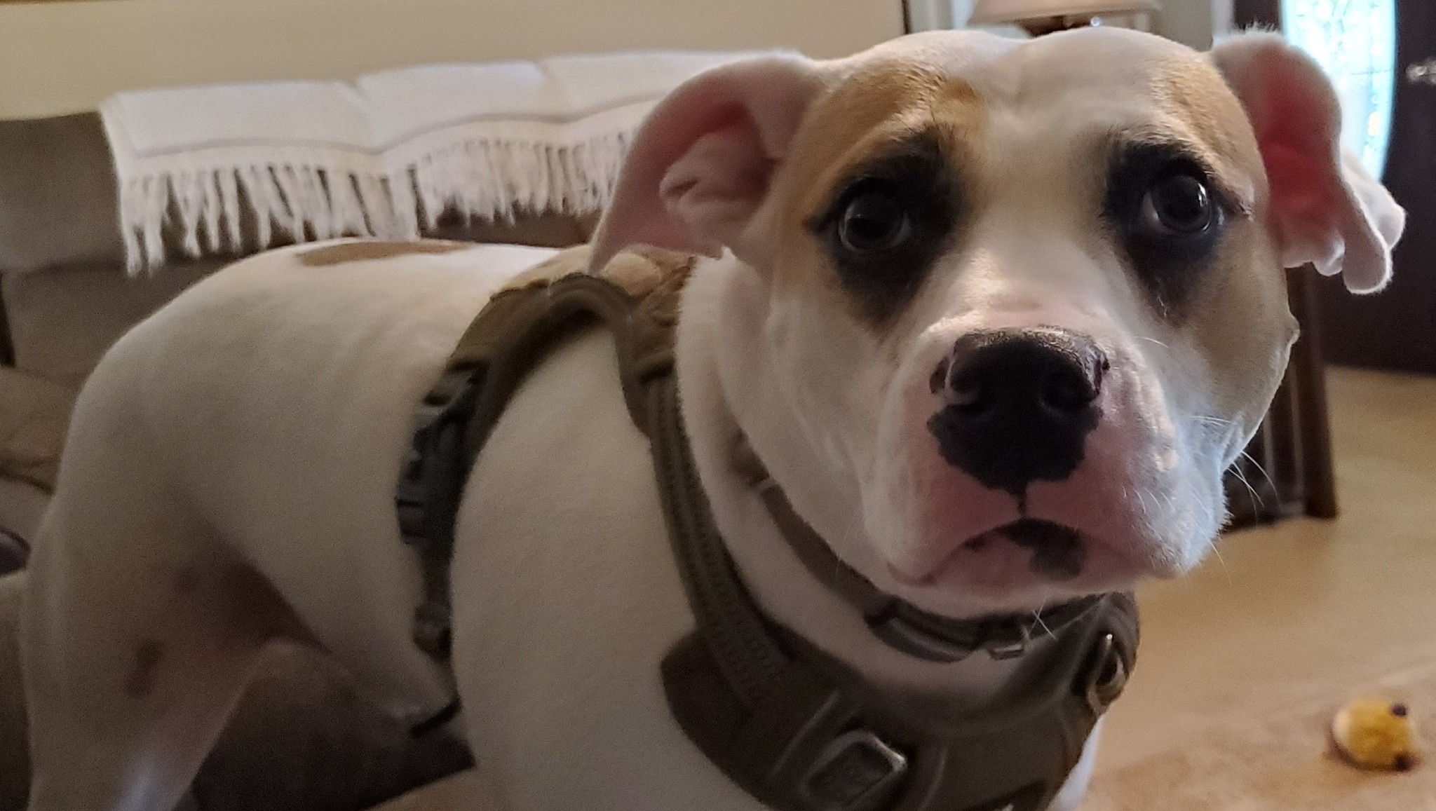 Fundraiser by Tim Swift : Bandit's Battle & Road to Recovery!!