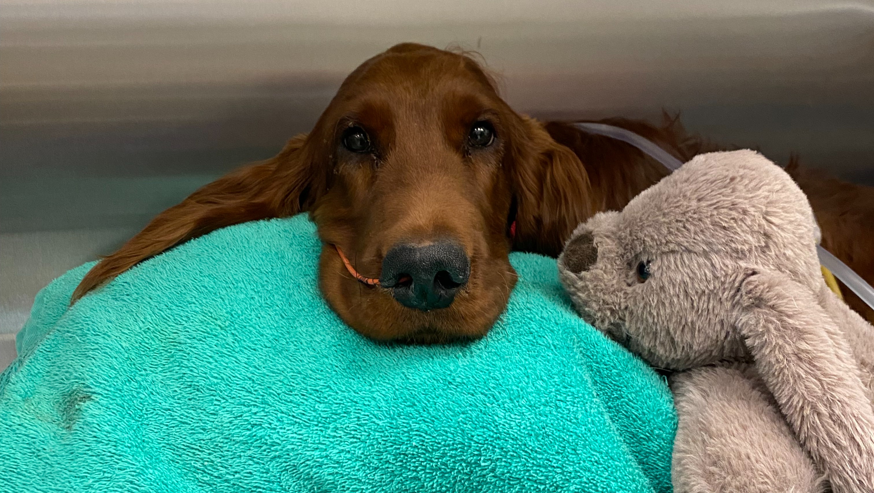 Fundraiser by Krista Musil : Please help MacDubh with his surgery and ...