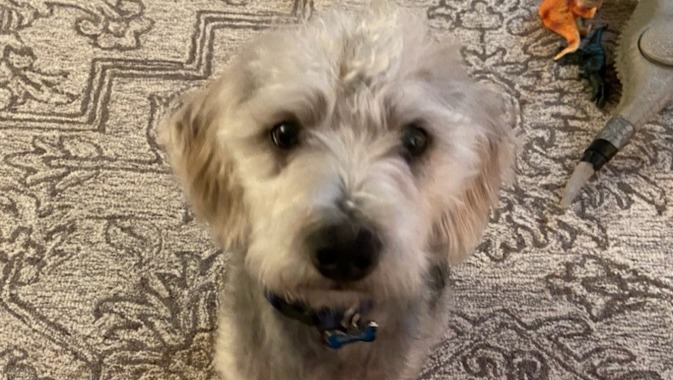 Fundraiser for Emily Antoni by Sara Willis : Help Benji with Emergency ...