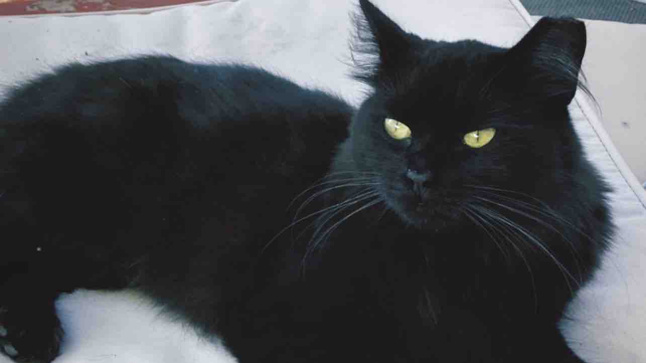 Fundraiser for Brittany Rademacher by Chelsea Burrows : Nancy’s Surgery ...