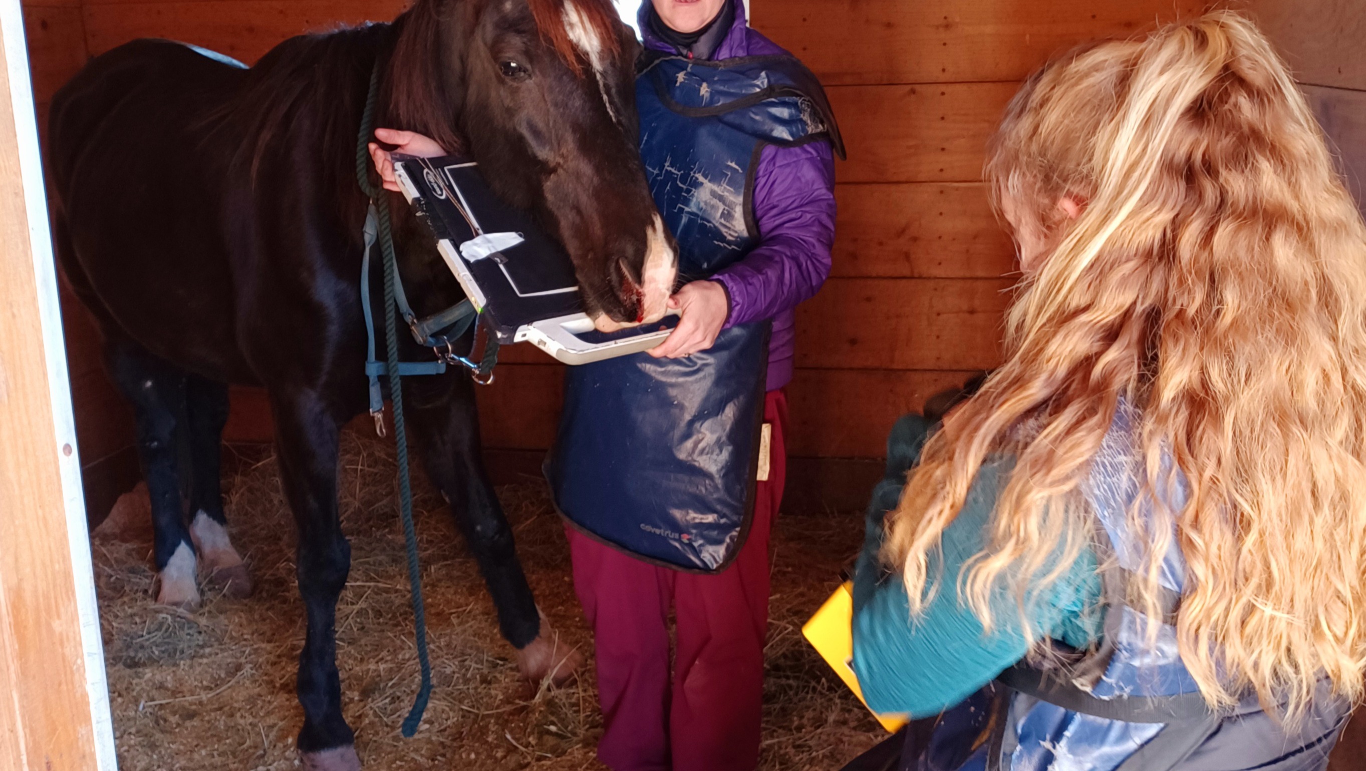 Fundraiser by Jillian Eaton : Sully's Surgery