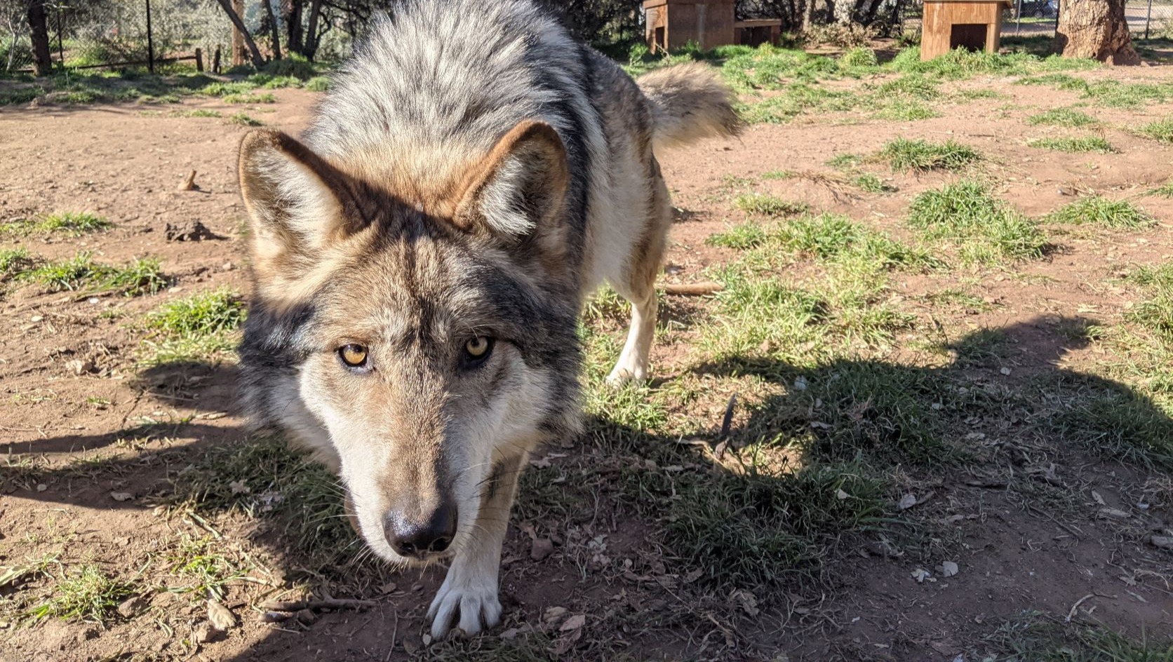 Fundraiser by Riley Haythorn : Support wolf recovery!