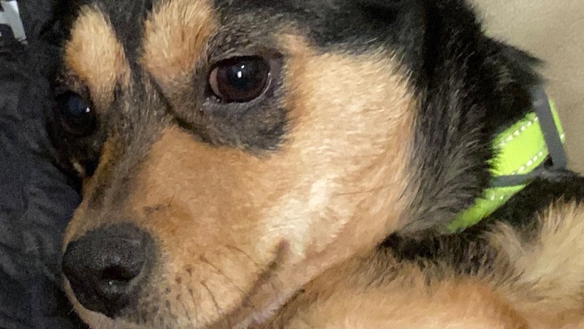 Fundraiser by Kathy Jeanneault : Phoebe is in pain and needs your help