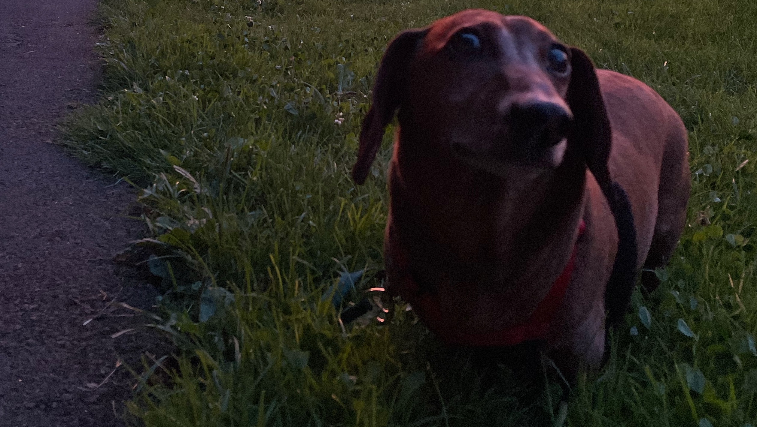 Fundraiser by valerie Hamelin : Help little Ralphie get healthy