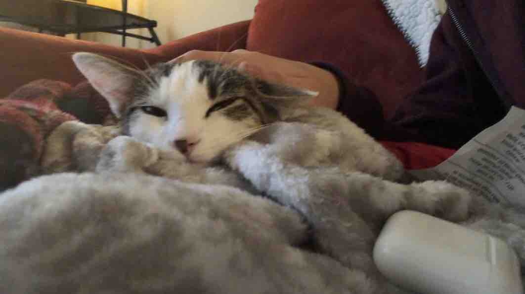 Fundraiser for Kenneth Martinez by Beccz claris : Cat stabbed by ex husband