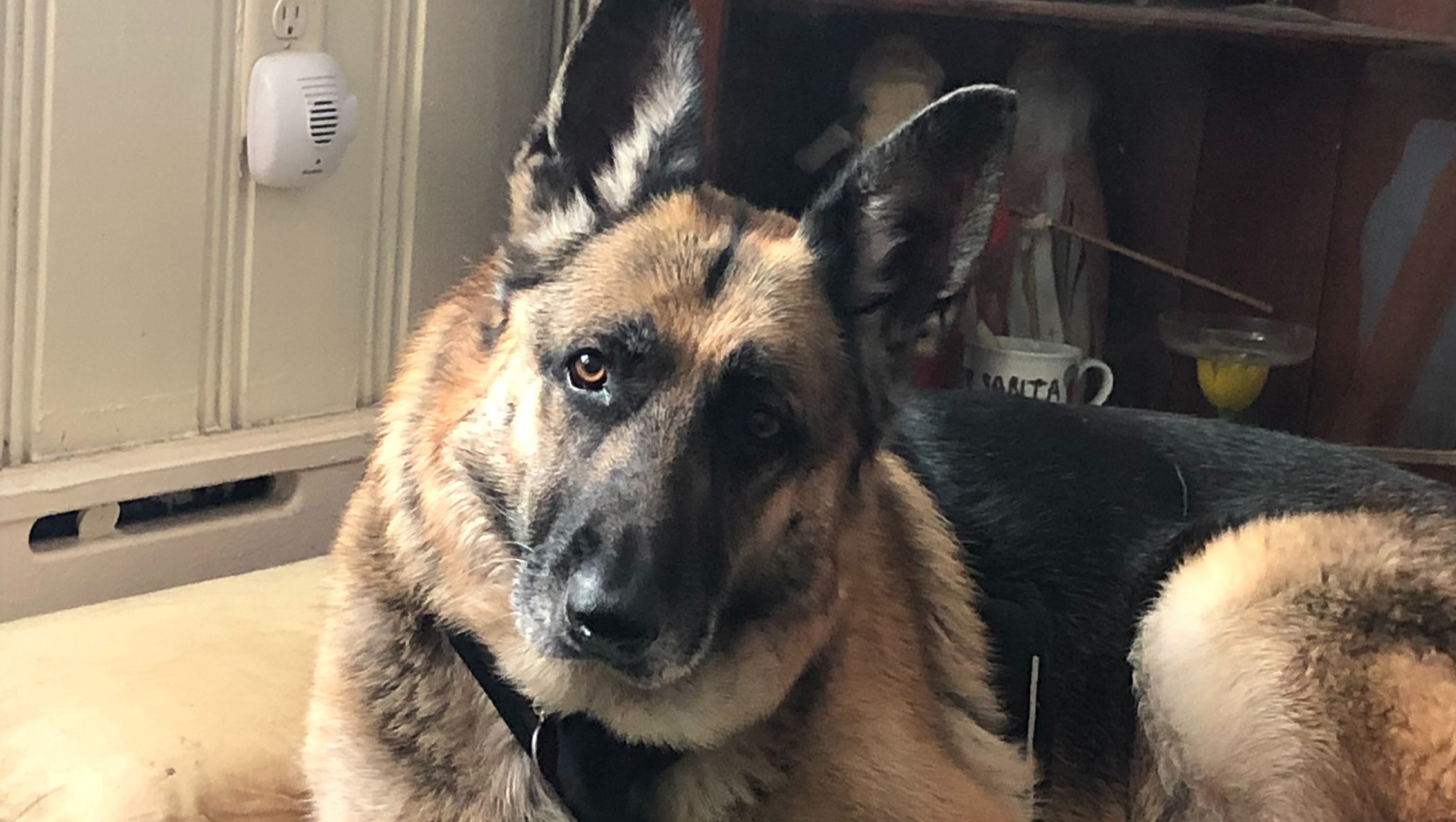 Fundraiser by Sandra Barrett : Milo's Rescue