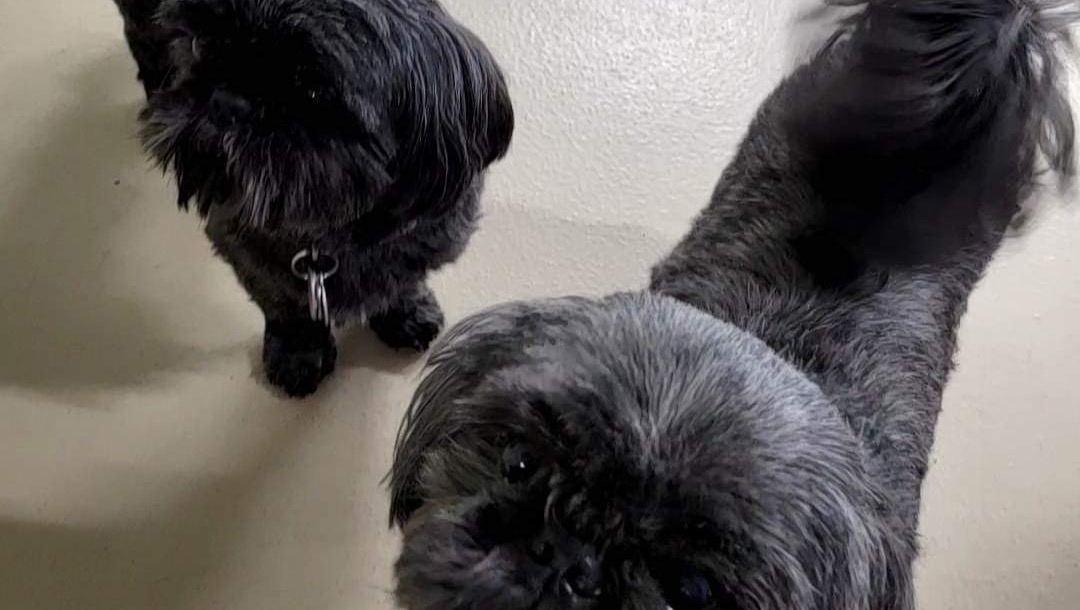 Fundraiser by Angie Bruner : Luigi and Jozeppi