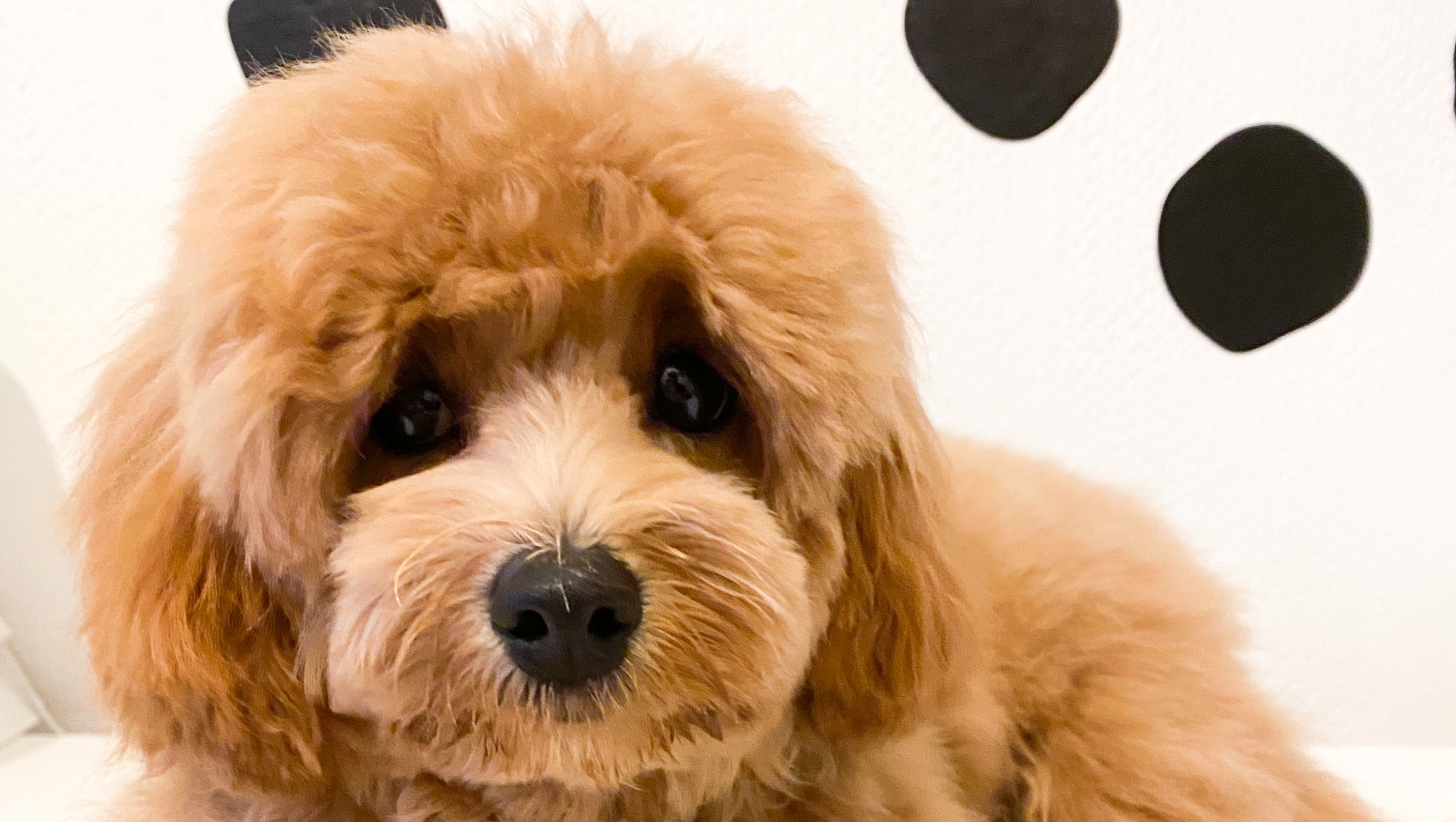 Fundraiser by Charlie Wardle : Teddy’s Cancer Operation