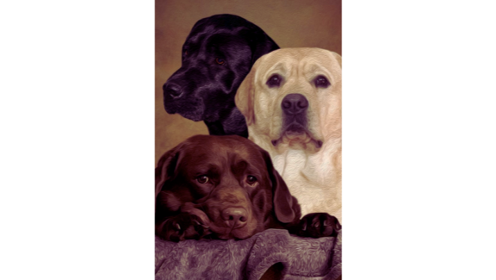 Fundraiser for Melody Majewski by Jordan Winkler : Michael Majewski