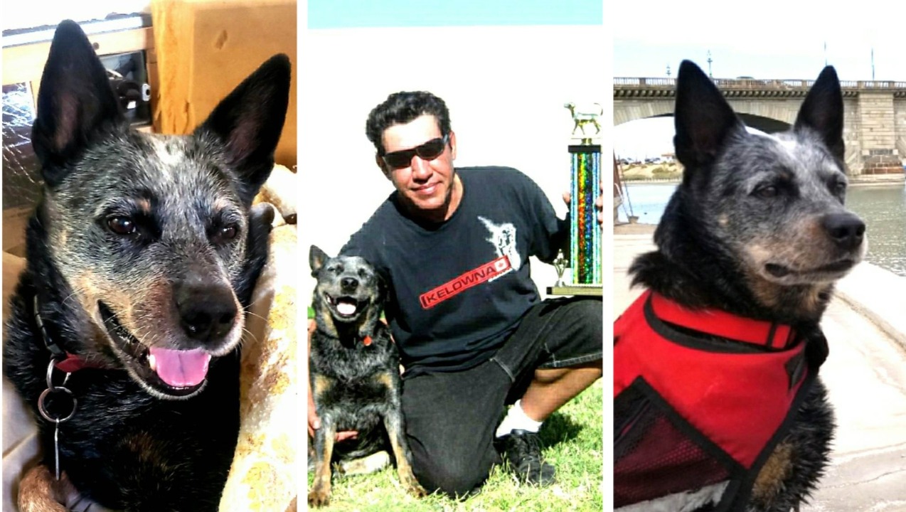 Fundraiser by Kevin Venture : Please help save Nugget