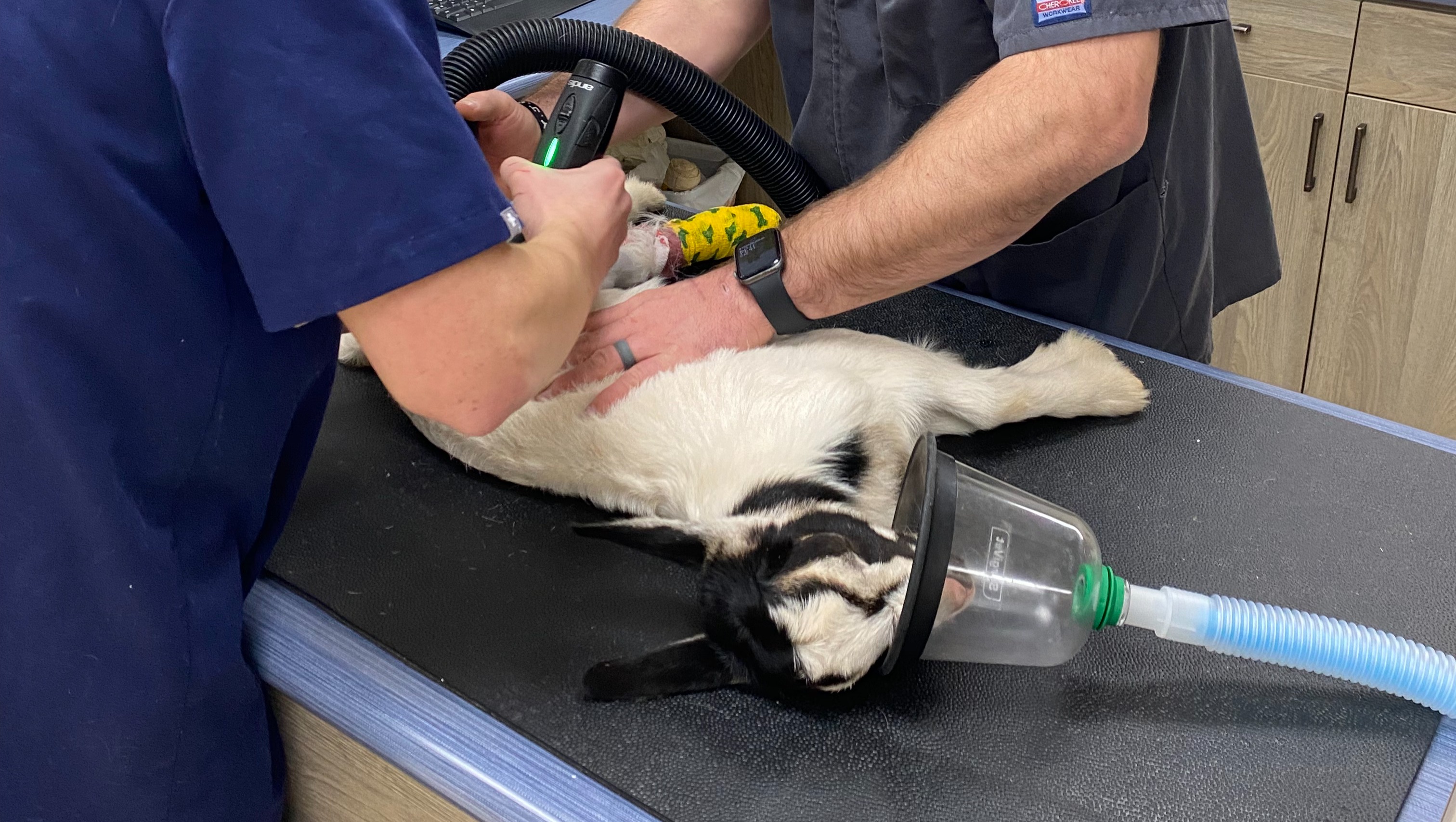 Fundraiser by Peter Litvin : This female baby goat needs emergency medical