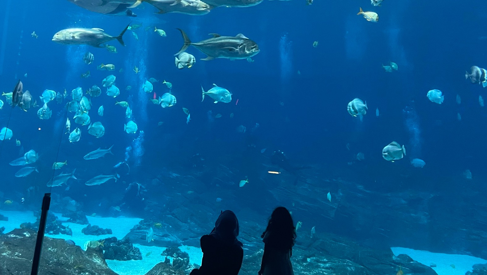 Fundraiser by Larami Serrano : donate to help the Thomas family