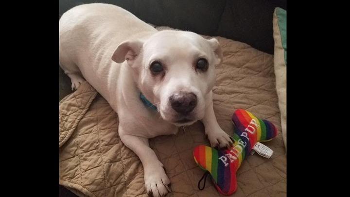 Fundraiser by Monica Carney : Help Puffy get better! His kittens need him!