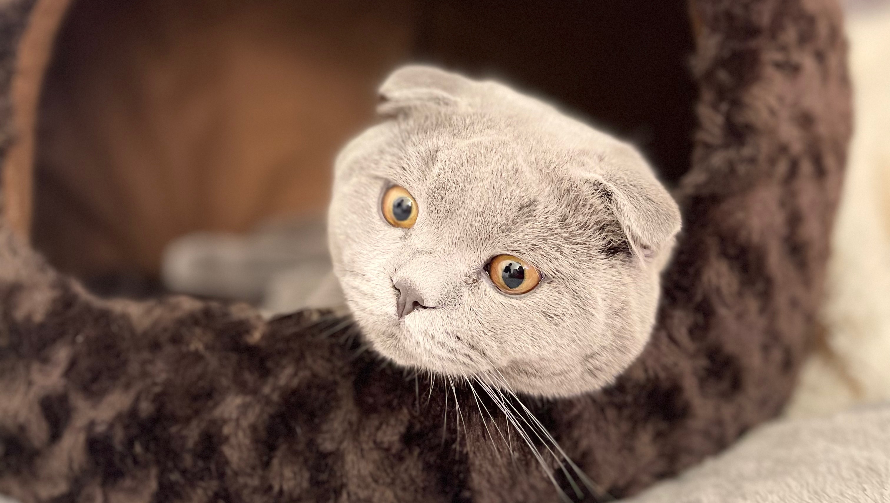 Fundraiser by Ashly Navarro : Help Asher with his medical expenses…