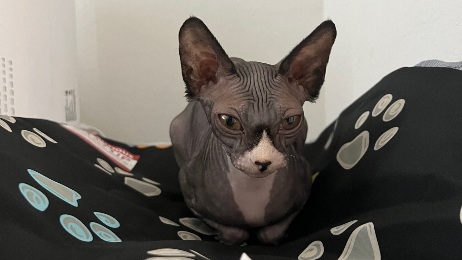 Fundraiser by Maria Paparella : Pepper's Battle for Survival