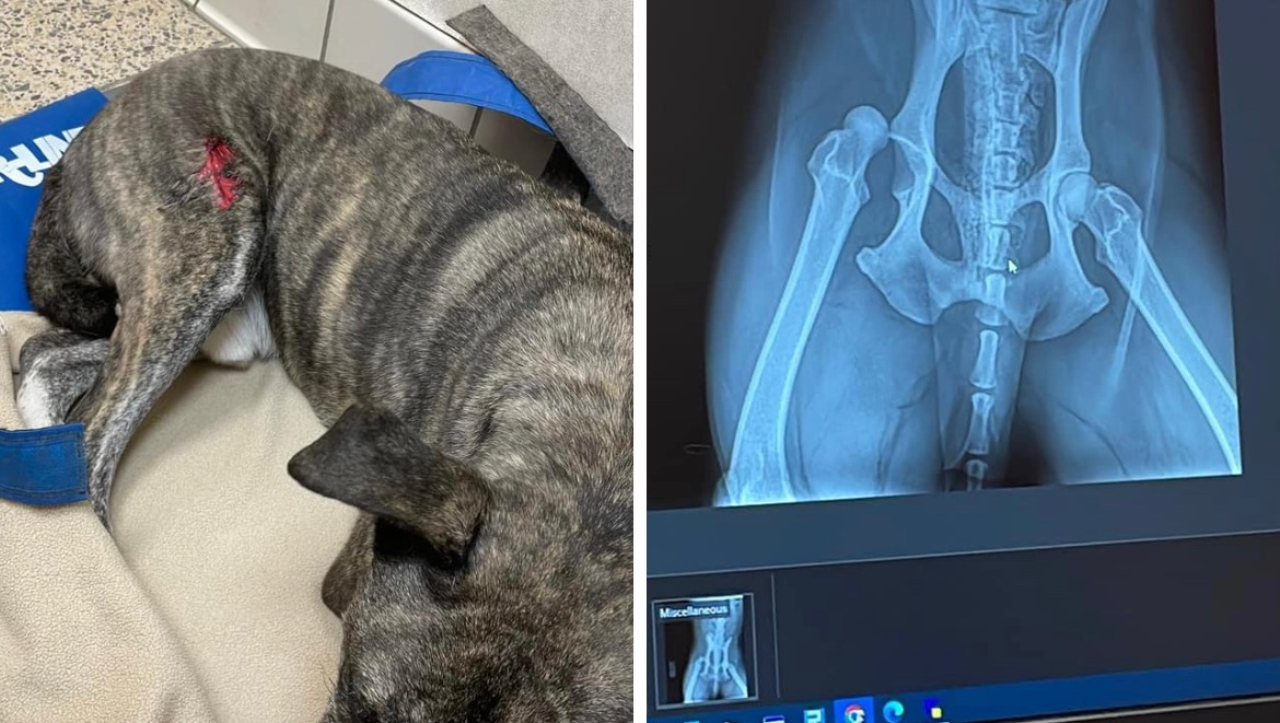 Fundraiser by Sam McNeal : Medical Expense for Angelo