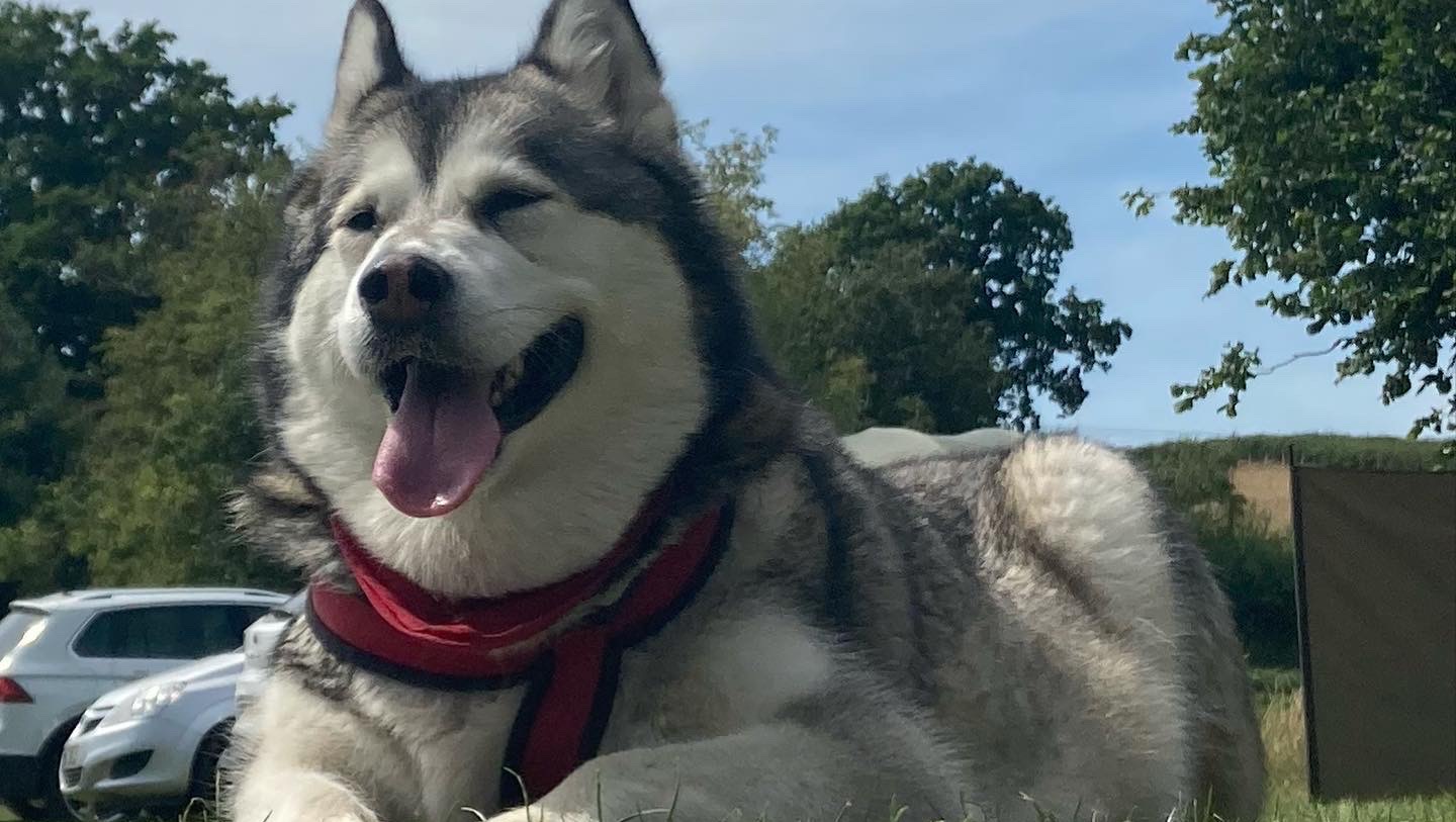 Fundraiser by Alice Cornhill : Get Cynder her life saving pelvis surgery!