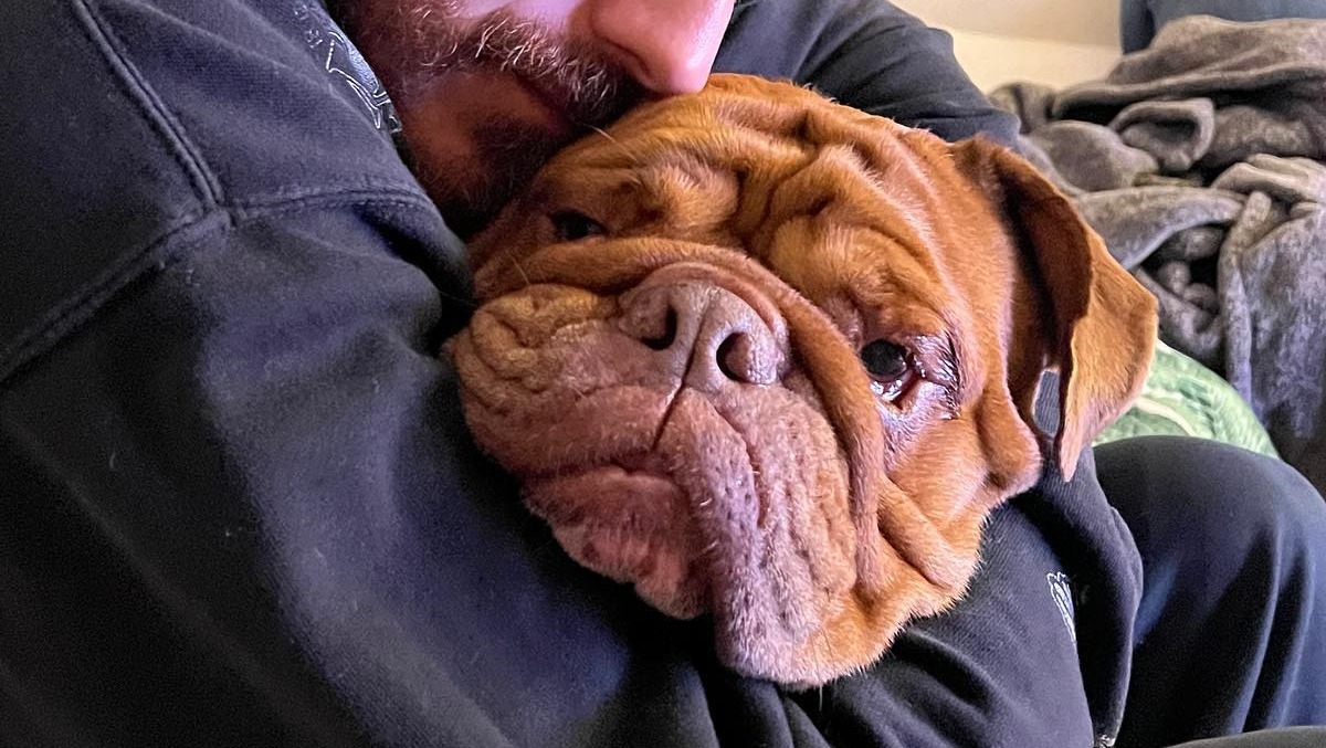 Fundraiser for Sarah Carbone by Hannah Rose Dugan : Auggie The Bulldog ...