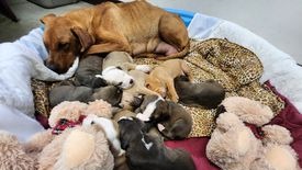 Fundraiser by Elizabeth Akers : Rabbit and her babies
