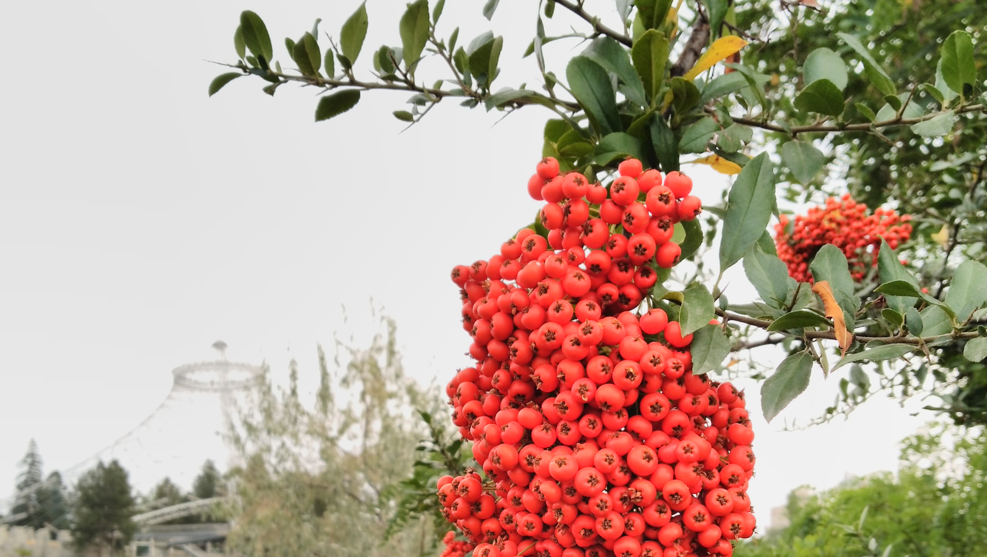 Fundraiser by AJ Allen : Help AJ get an emergency root canal!