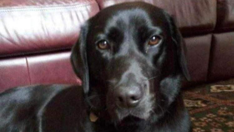 Fundraiser by Lee Hough : BUSTERS ANIMALS SOS TEAM WEST YORKSHIRE